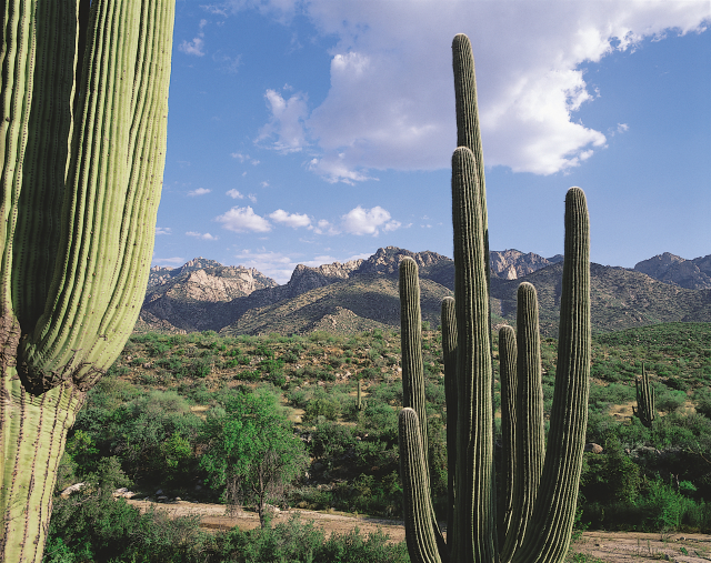 Tucson - Arizona Travel Guide